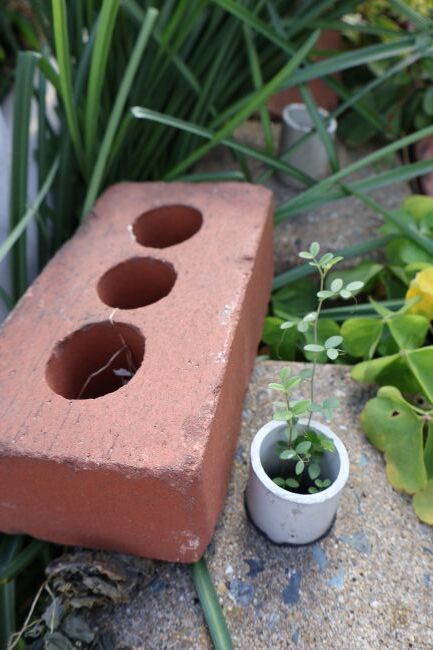 国体道路上空も青い‥そこに育つ！: Lonsome・chika-blog