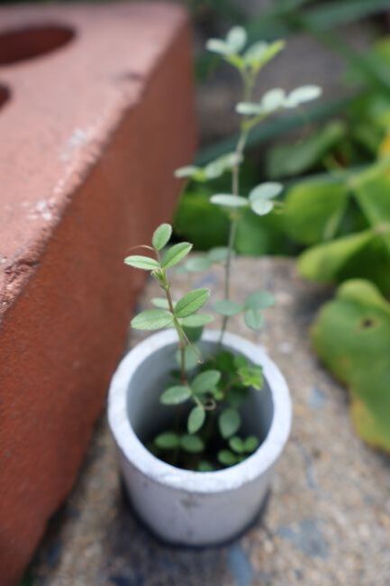 国体道路上空も青い‥そこに育つ！: Lonsome・chika-blog