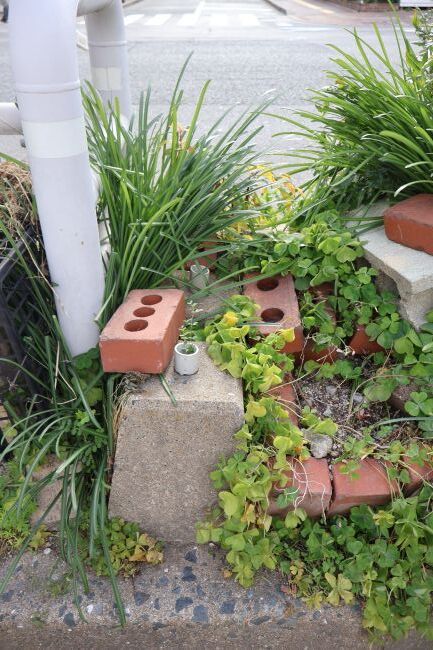 国体道路上空も青い‥そこに育つ！: Lonsome・chika-blog